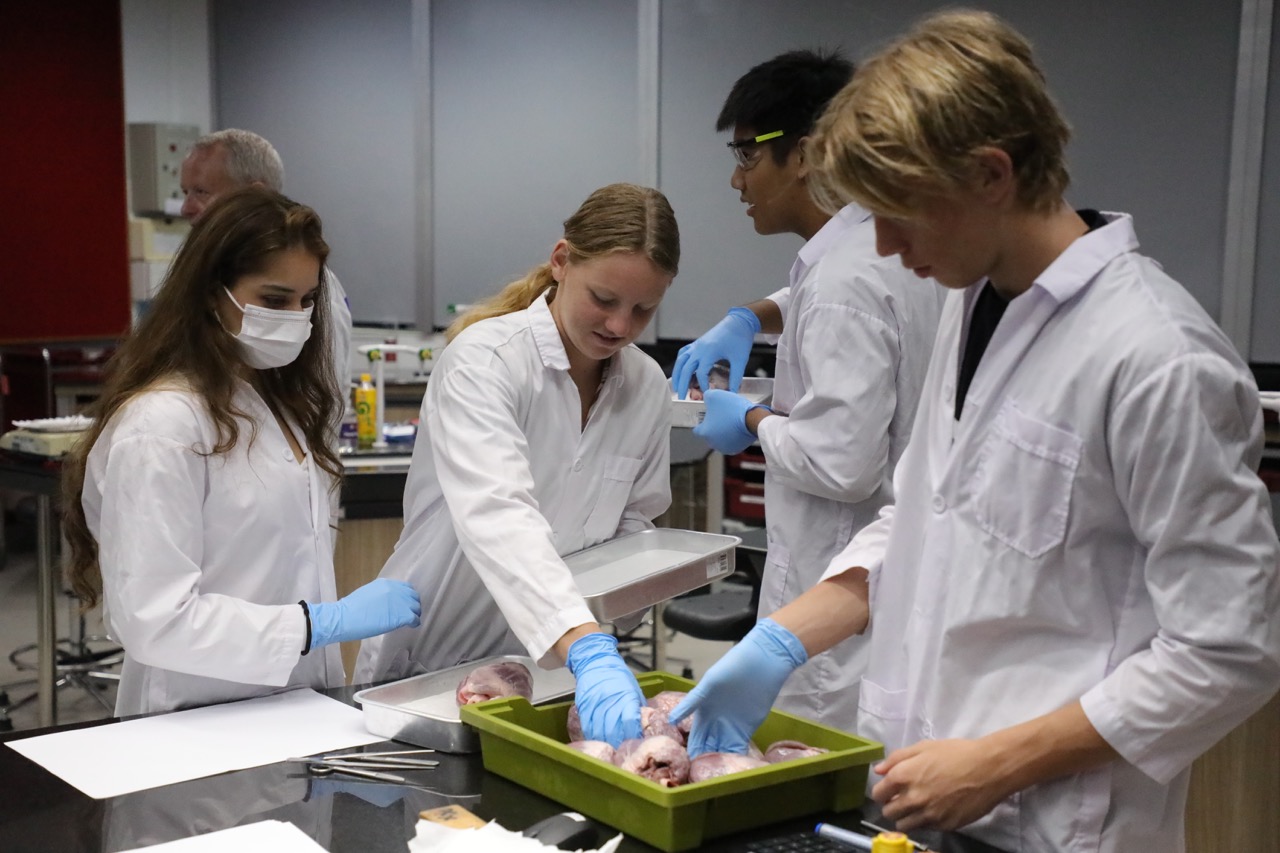 Heart Dissection In IB Sports Science Bangkok Patana School Heart Dissection In IB Sports Science Bangkok Patana School